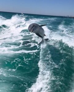 My Essential Guide to Shell Island, Panama City Beach, Florida ...