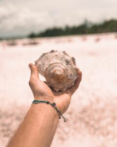 My Essential Guide to Shell Island, Panama City Beach, Florida ...