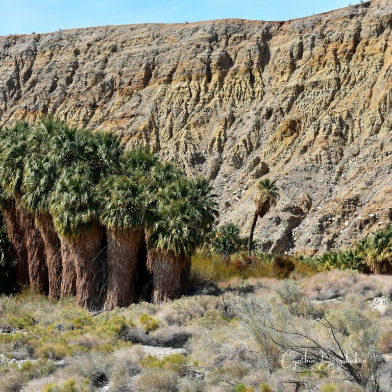 7 Most Exciting California Deserts in 2023: From Mojave to Colorado ...