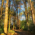 27 Must-Do Connecticut Hikes with Waterfalls - WhyThisPlace.com