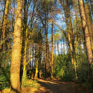 27 Must-Do Connecticut Hikes with Waterfalls - WhyThisPlace.com